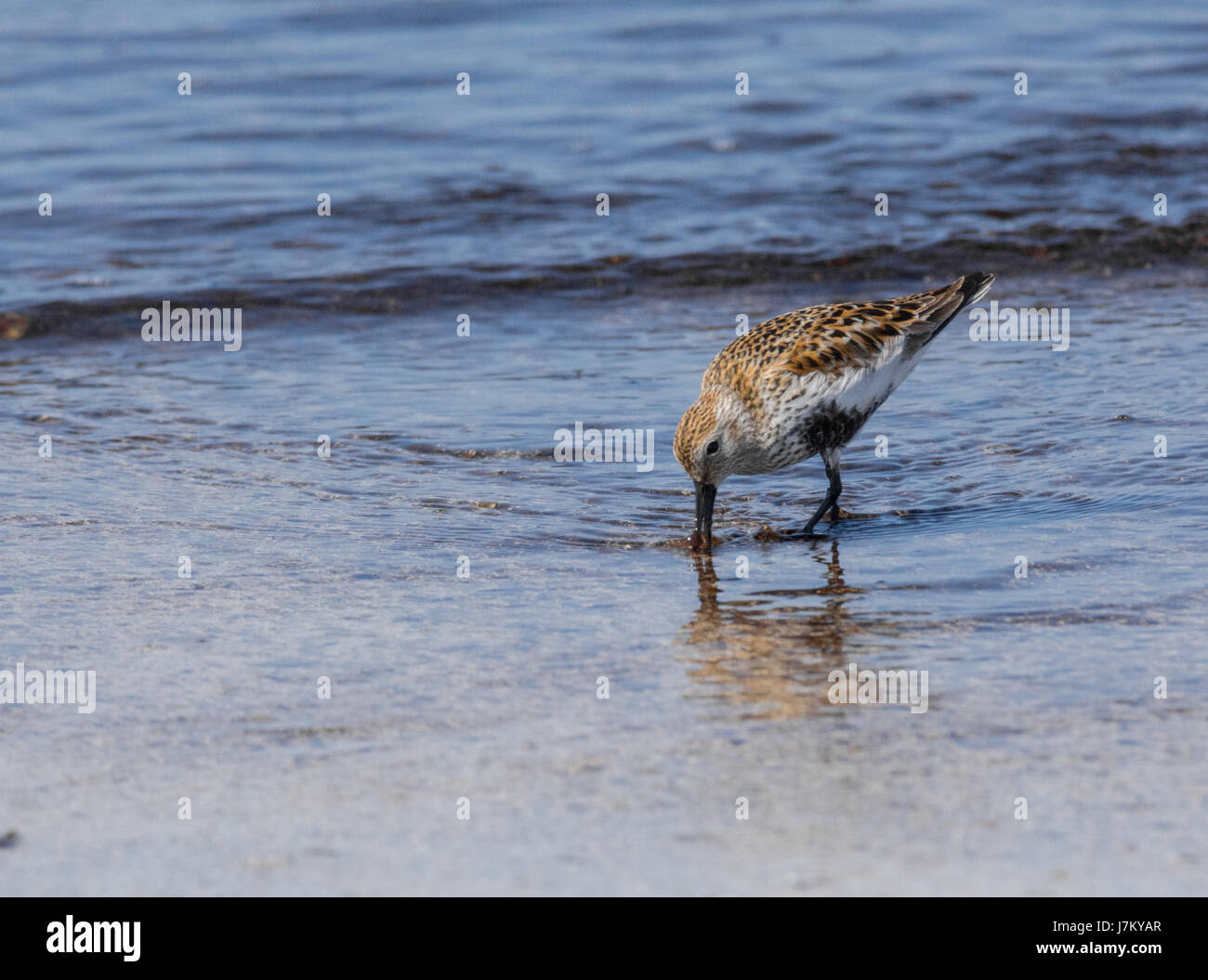 A solitary Dunlin on the Beach at Feall Bay Isle of Coll Scotland Stock ...
