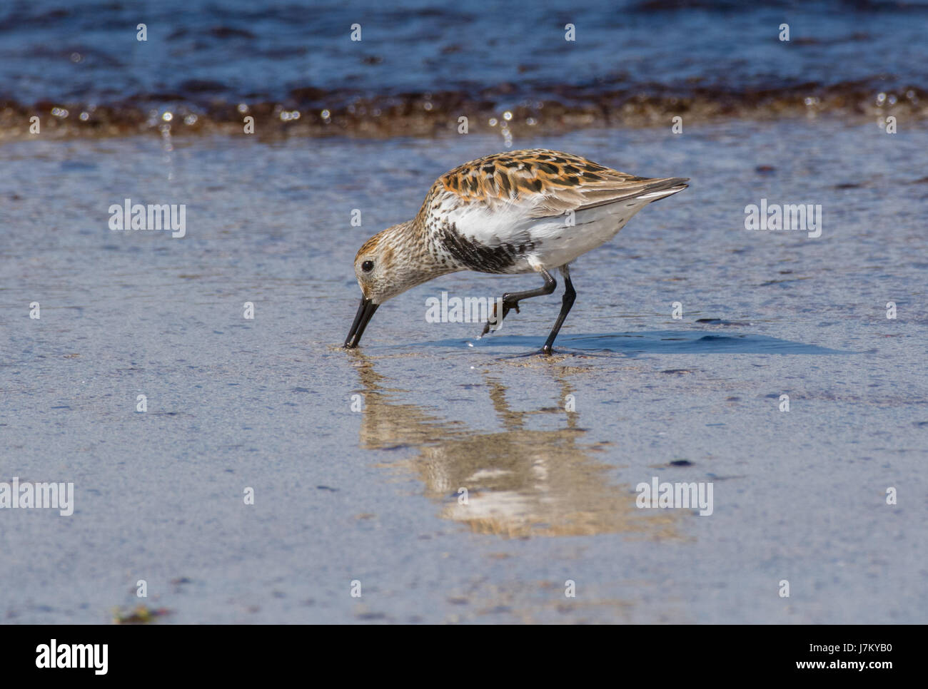 A solitary Dunlin on the Beach at Feall Bay Isle of Coll Scotland Stock ...