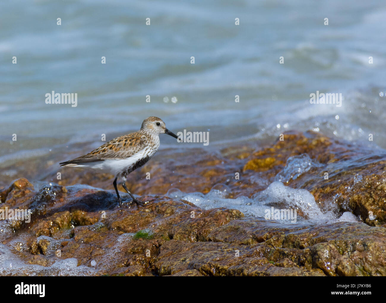 A solitary Dunlin on the Beach at Feall Bay Isle of Coll Scotland Stock ...