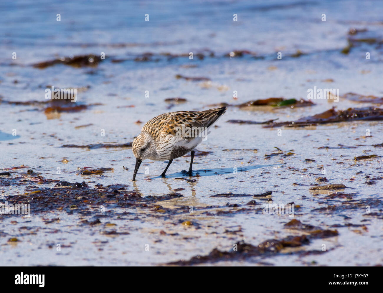 A solitary Dunlin on the Beach at Feall Bay Isle of Coll Scotland Stock ...