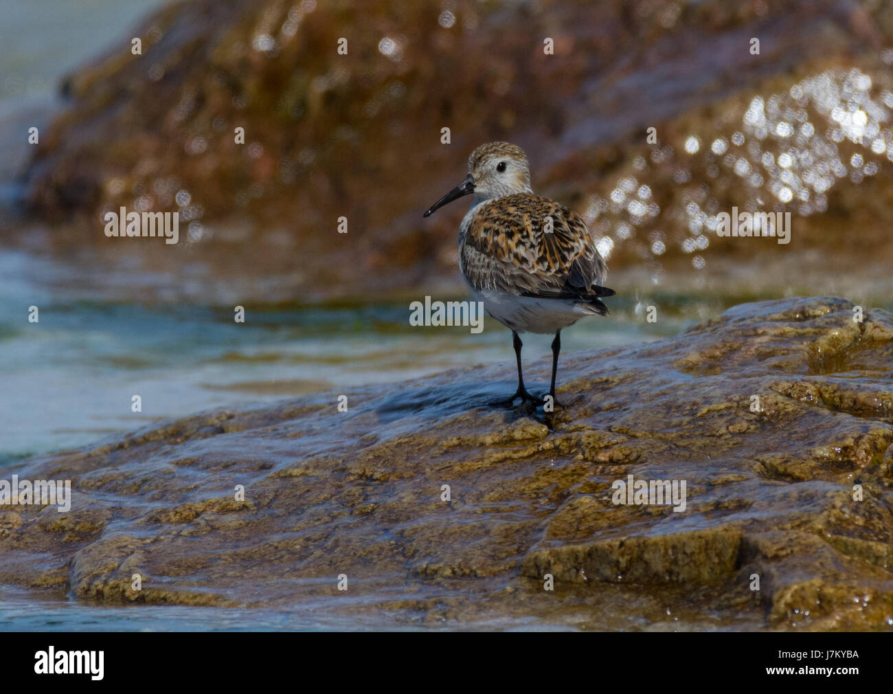 A solitary Dunlin on the Beach at Feall Bay Isle of Coll Scotland Stock ...
