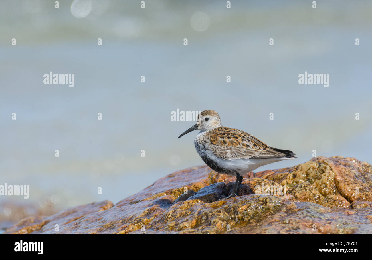 A solitary Dunlin on the Beach at Feall Bay Isle of Coll Scotland Stock ...