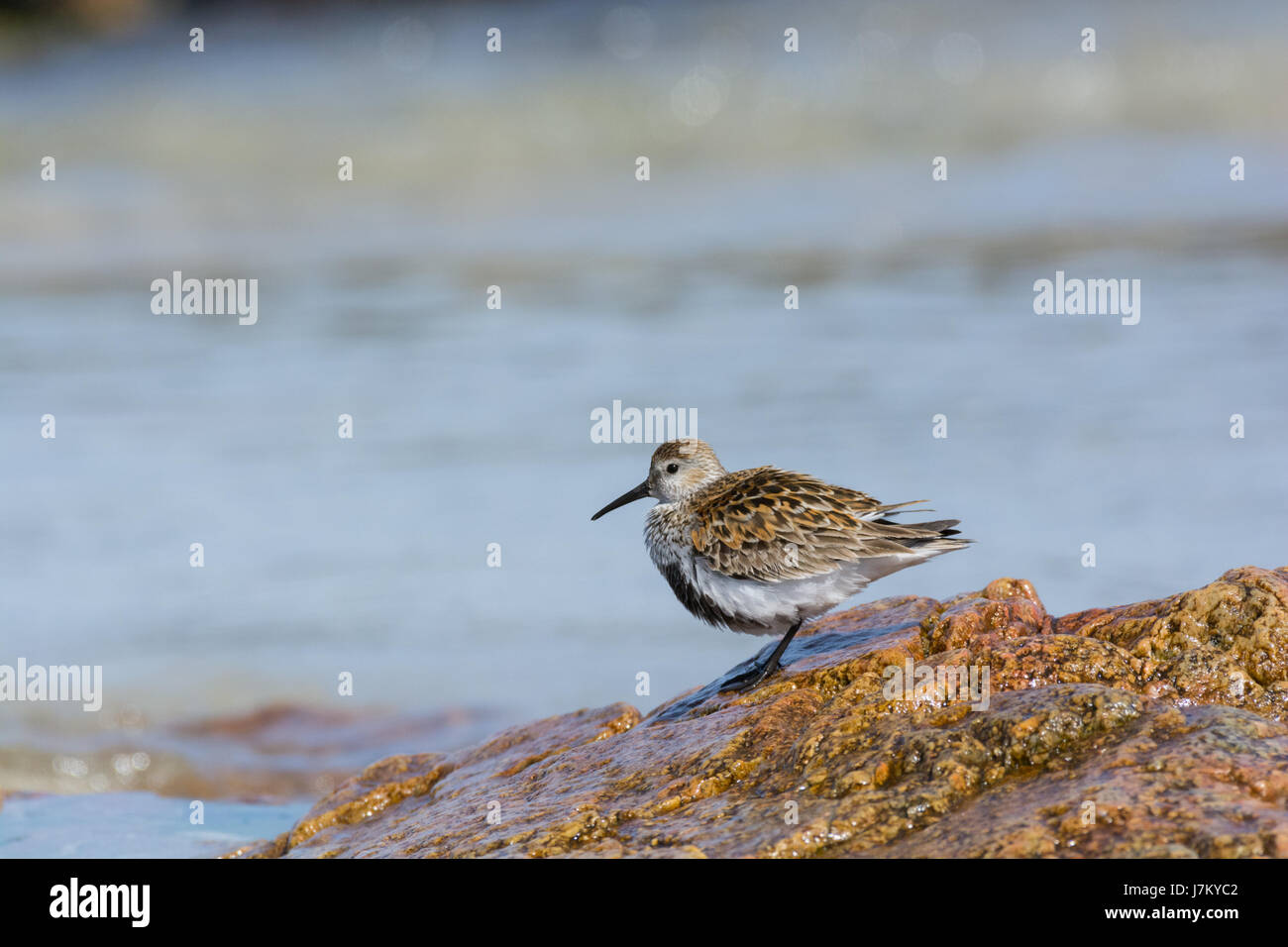 A solitary Dunlin on the Beach at Feall Bay Isle of Coll Scotland Stock ...