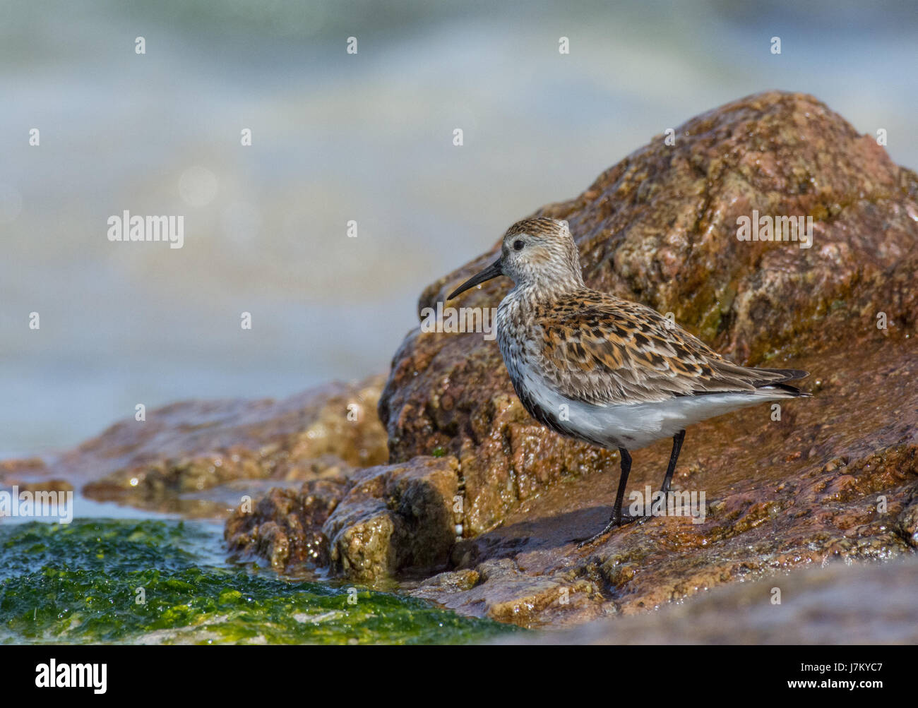 A solitary Dunlin on the Beach at Feall Bay Isle of Coll Scotland Stock ...