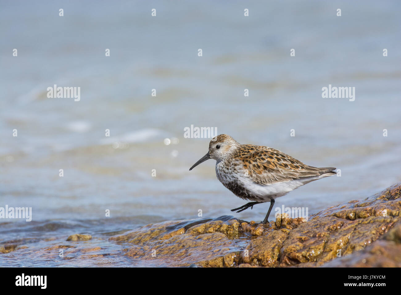 A solitary Dunlin on the Beach at Feall Bay Isle of Coll Scotland Stock ...
