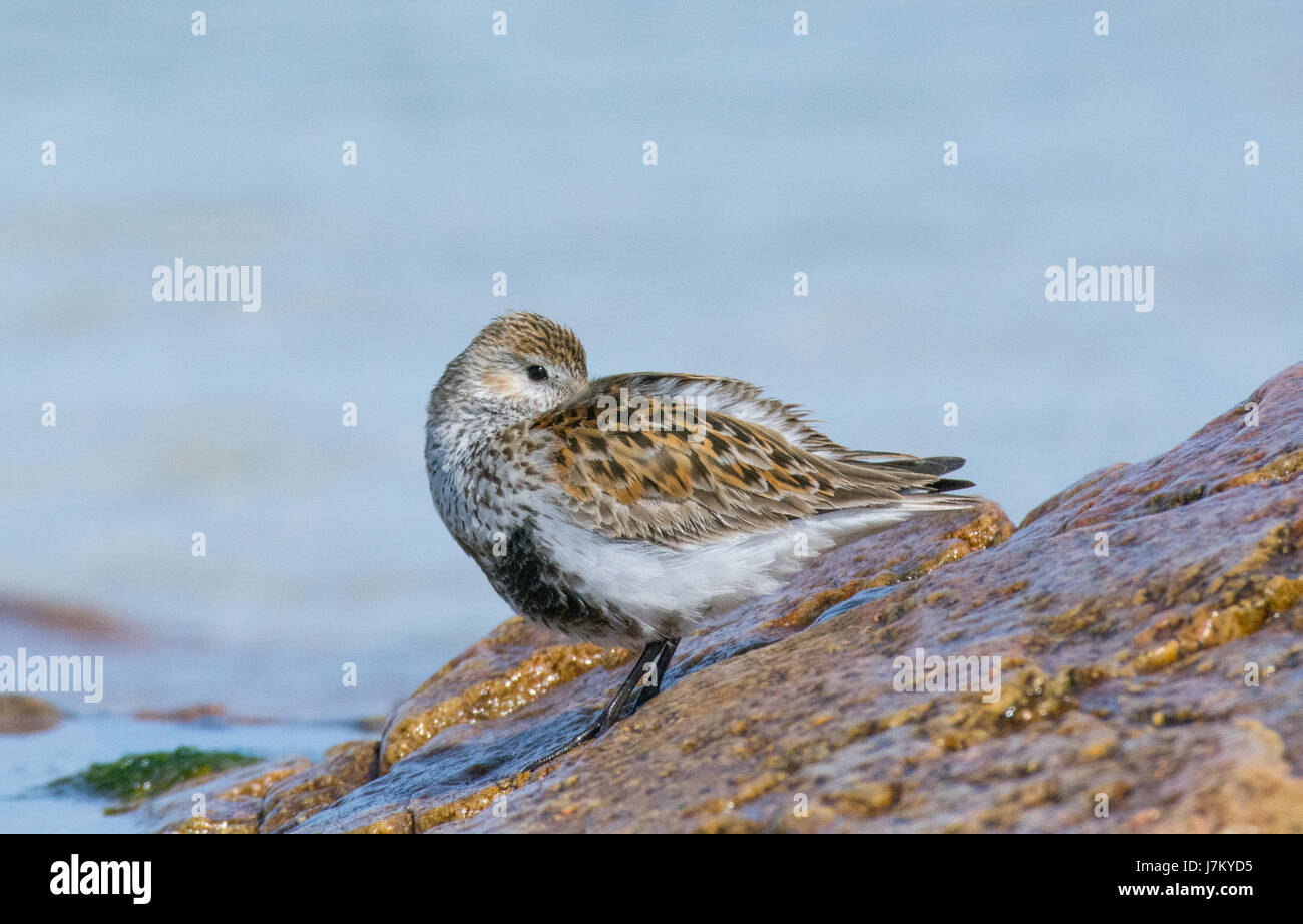 A solitary Dunlin on the Beach at Feall Bay Isle of Coll Scotland Stock ...