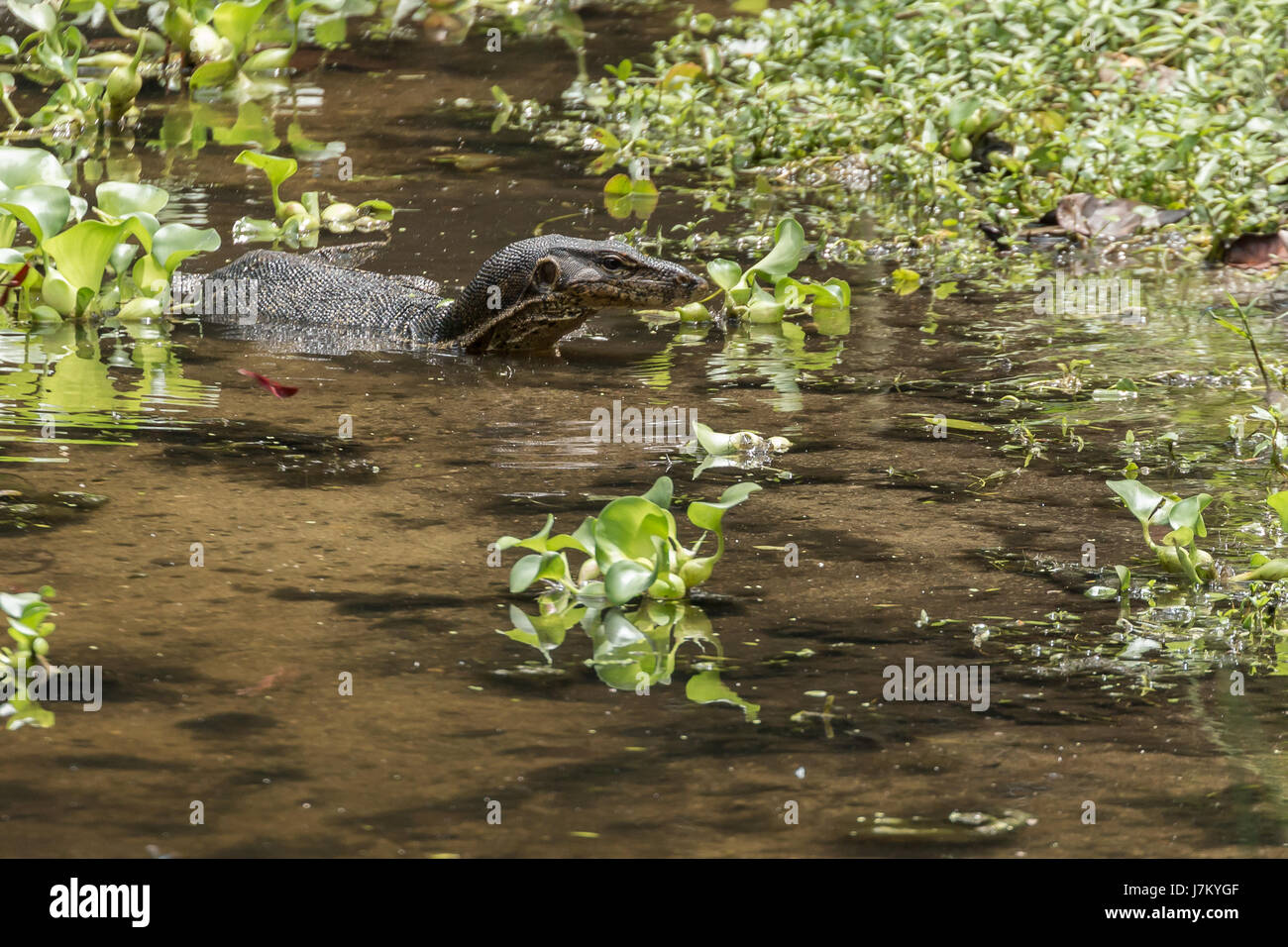 Malayan Water monitor lizard (Varanus salvator) in Sungei Buloh Wetland ...