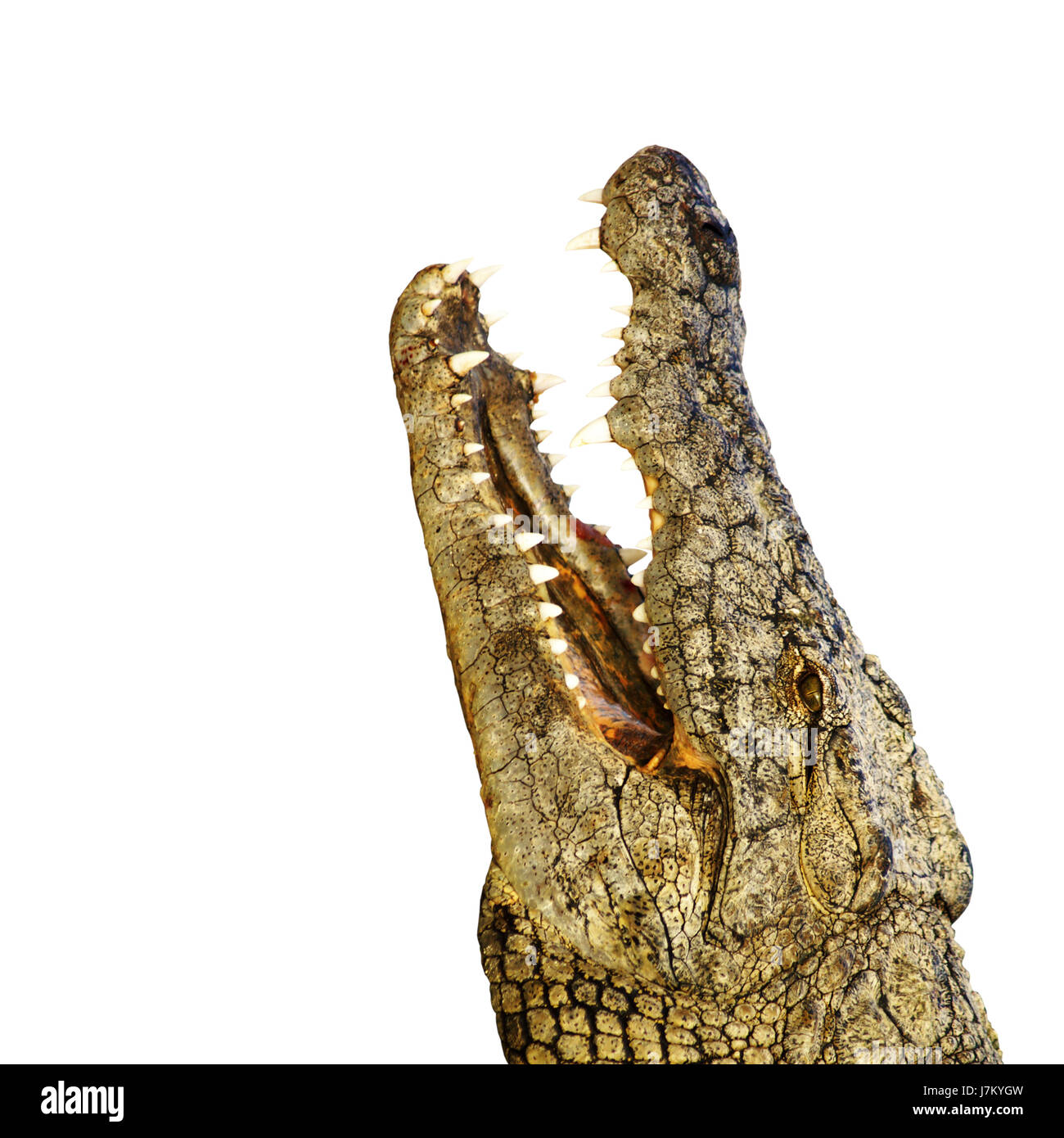 reptile mouth teeth crocodile predator tooth alligator nature optional ...