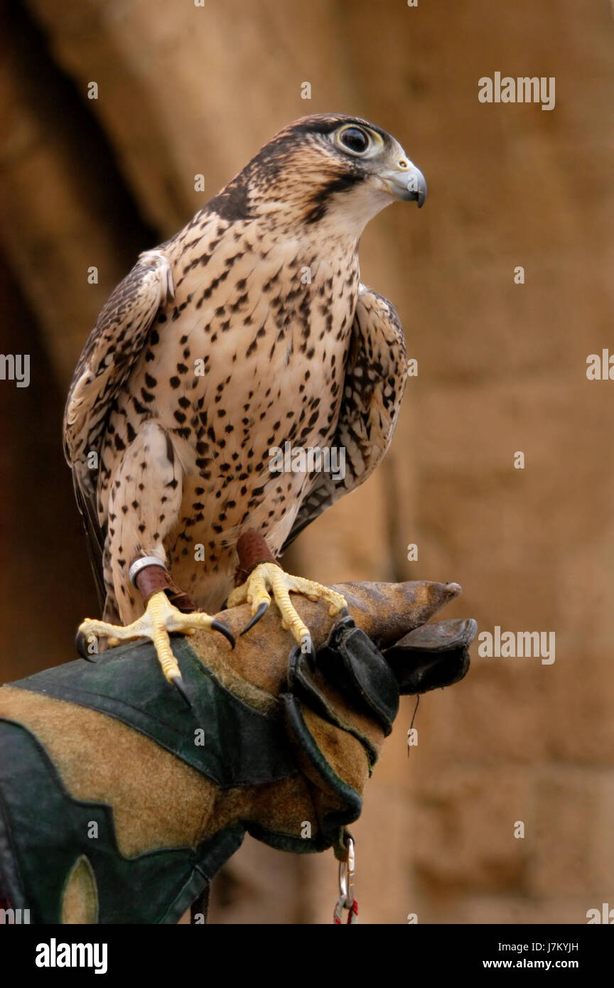 Haws birds hi-res stock photography and images - Alamy