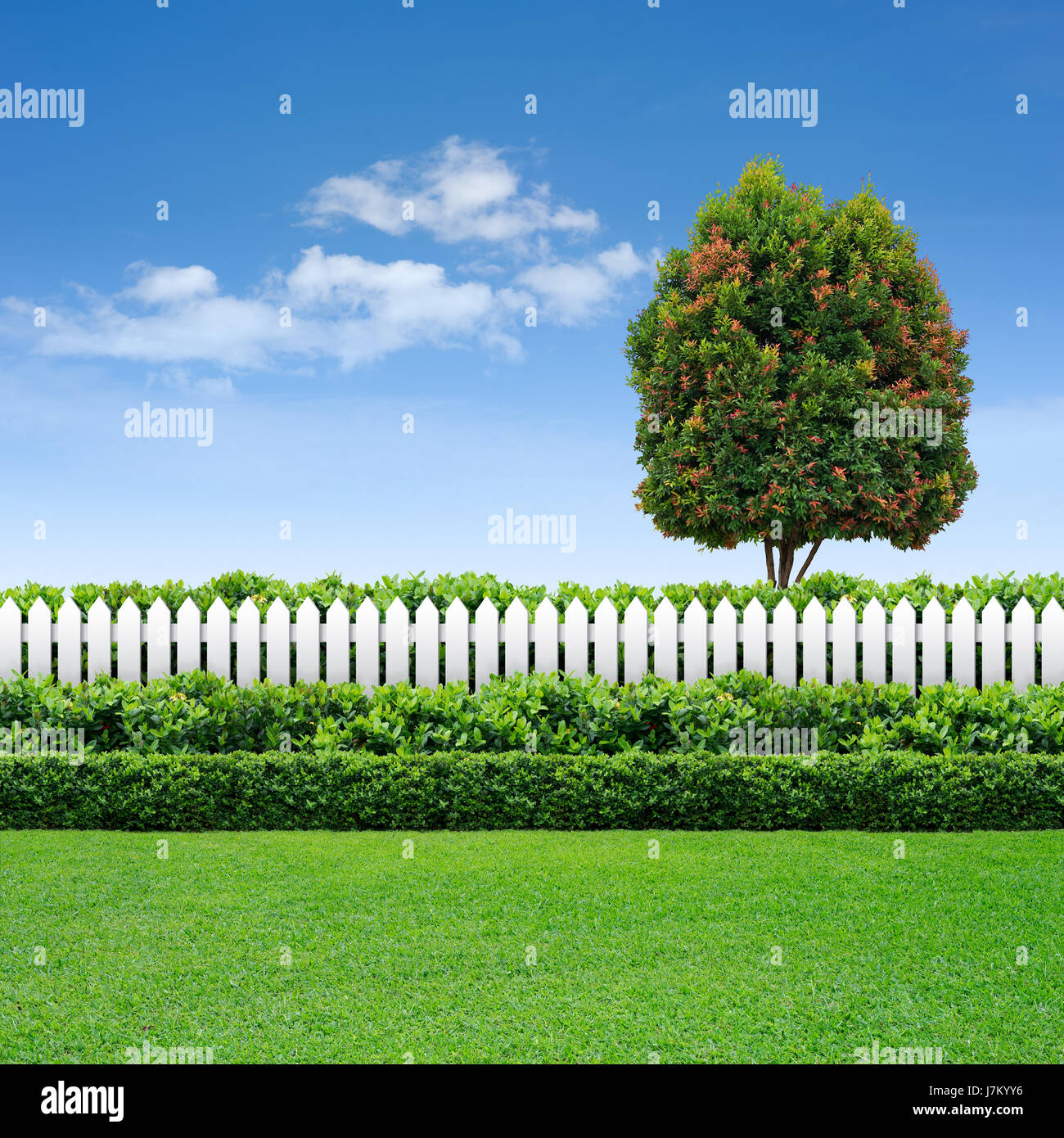tree field meadow grass lawn green tree park garden field hedge ...