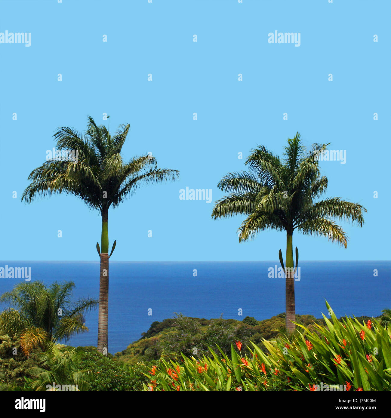 two palm trees Stock Photo - Alamy