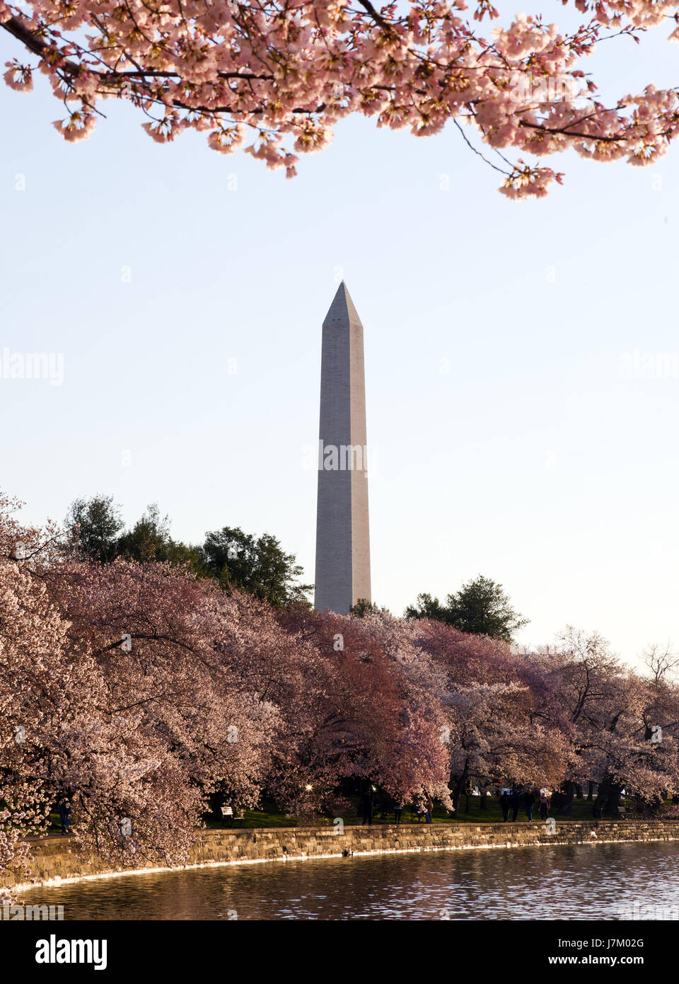 monument memorial bloom blossom flourish flourishing cherry festival ...