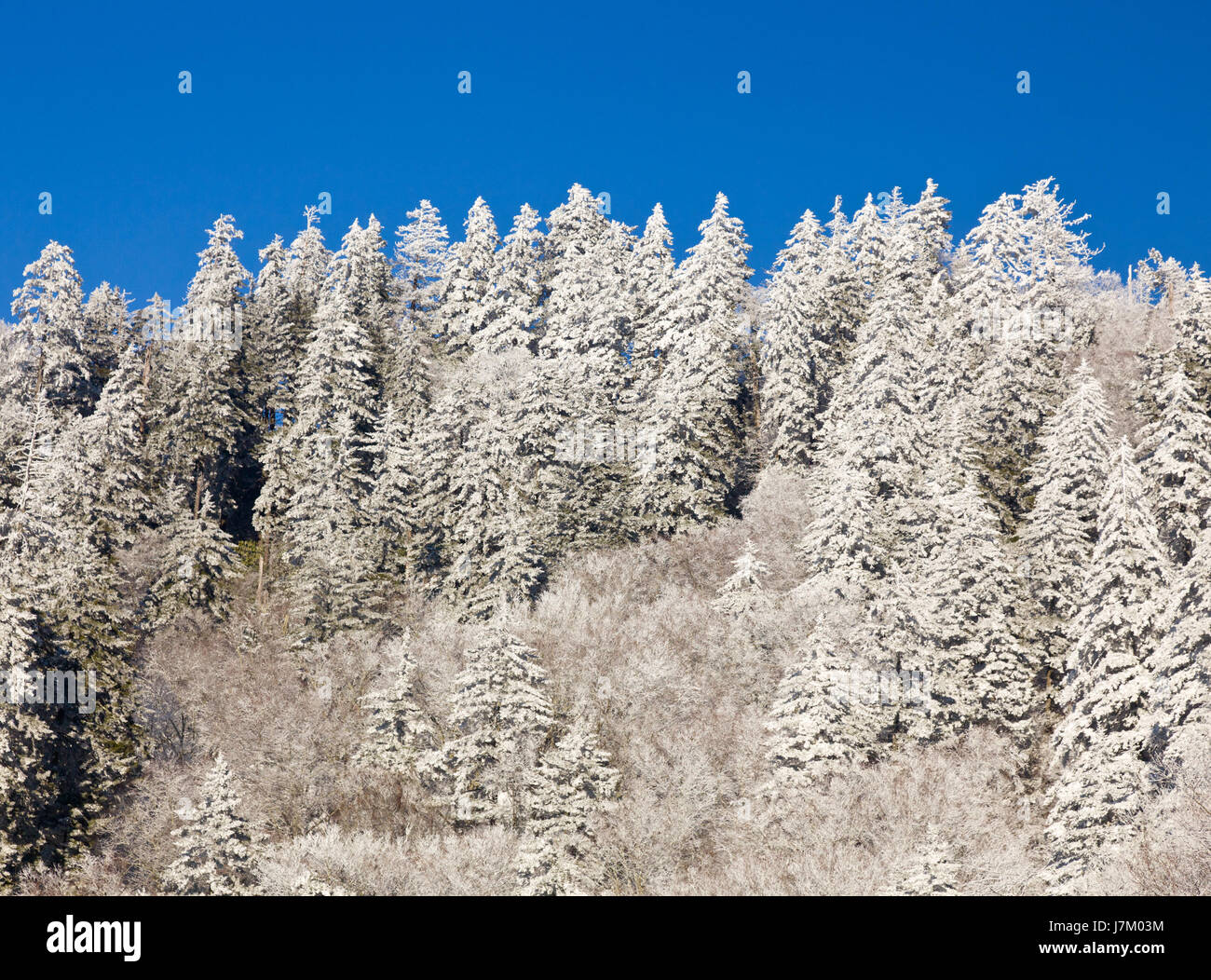 tree trees cold snow coke cocaine material drug anaesthetic addictive ...