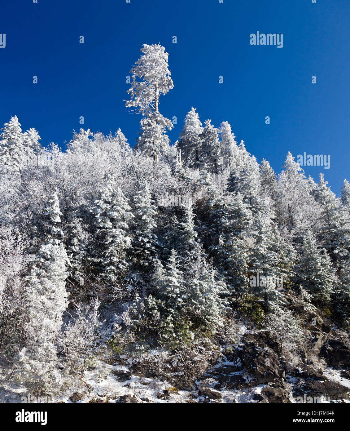 tree trees snow coke cocaine material drug anaesthetic addictive drug ...