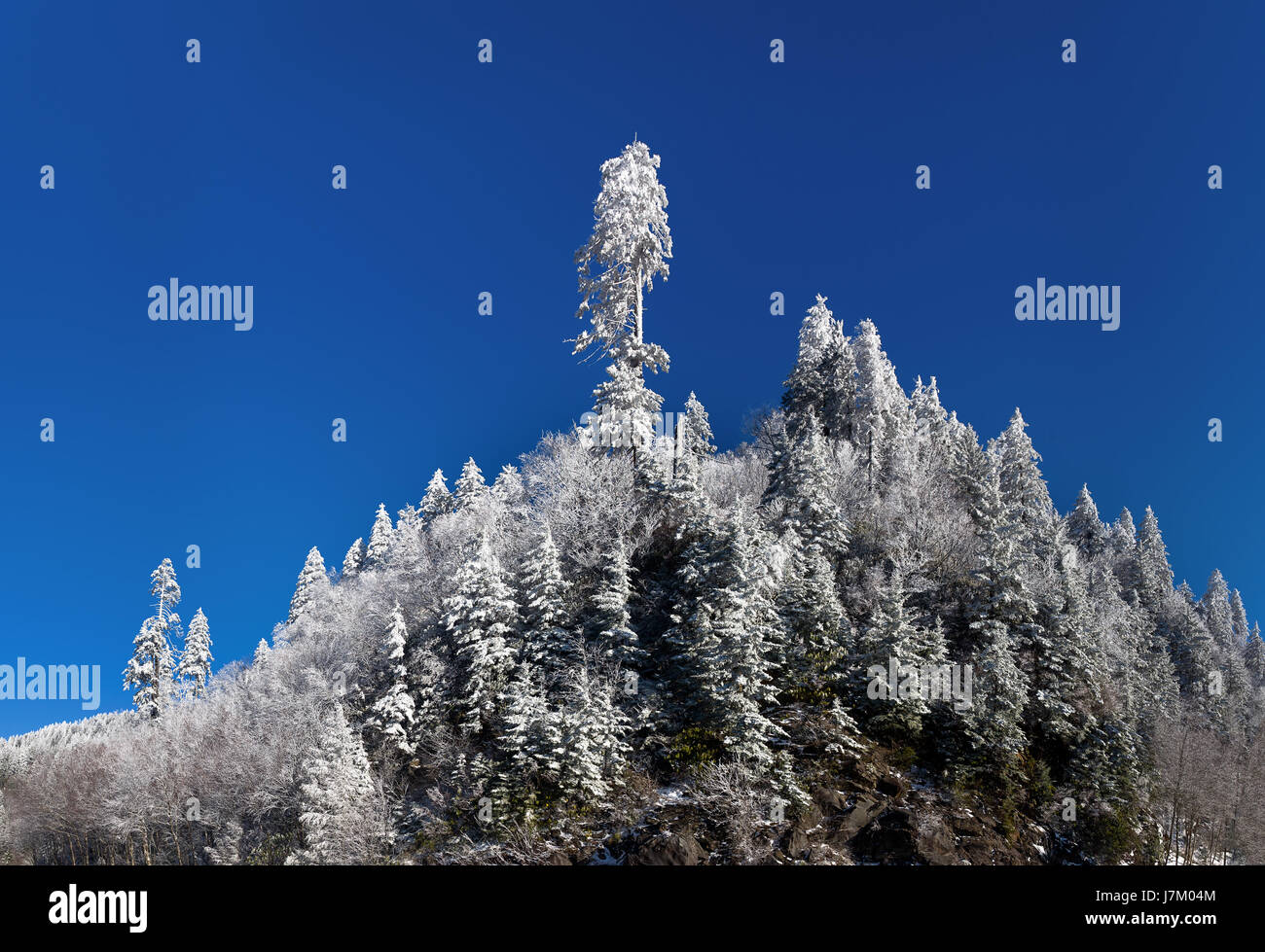 tree trees snow coke cocaine material drug anaesthetic addictive drug ...