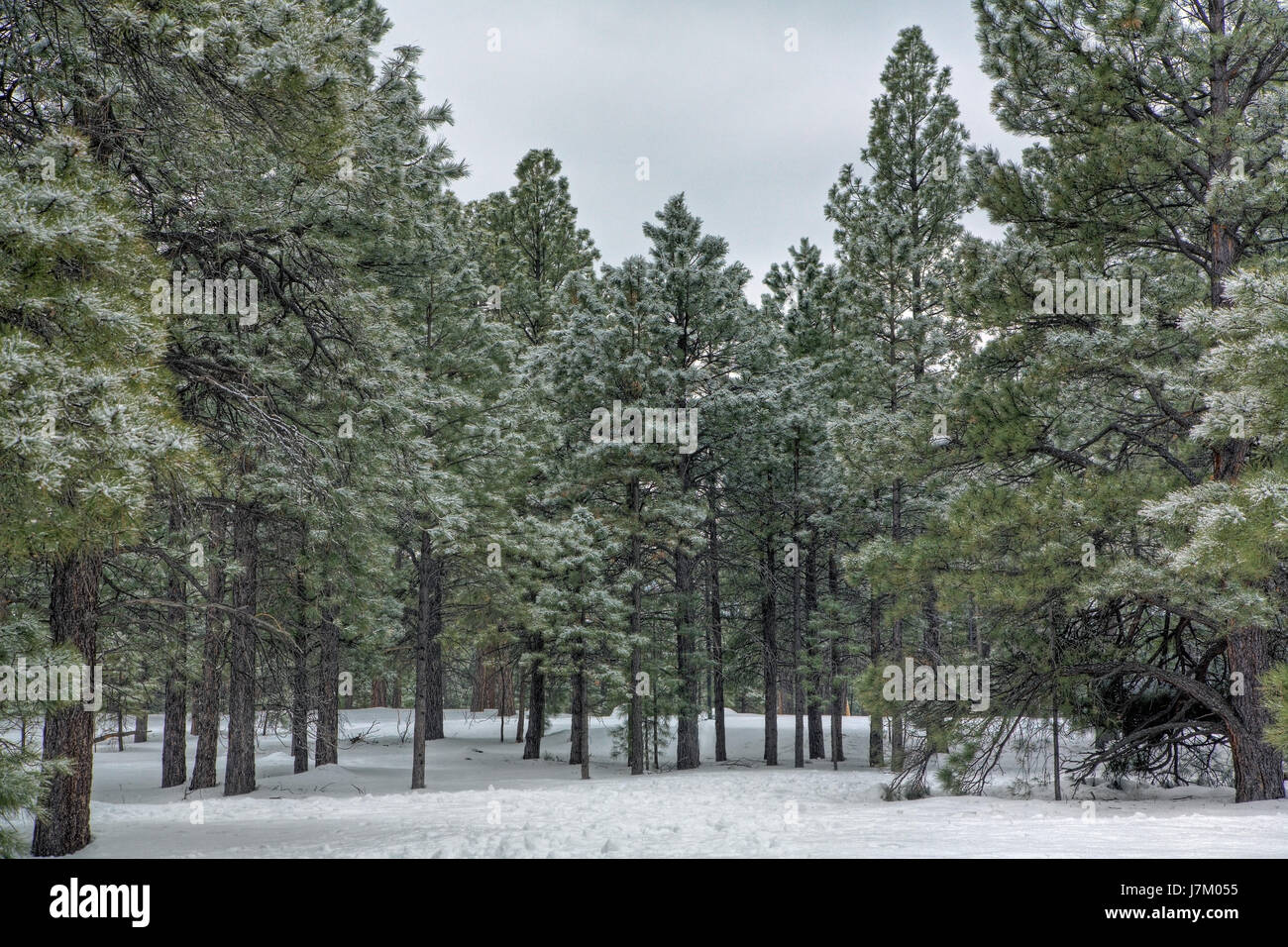 tree trees winter snow coke cocaine material drug anaesthetic addictive ...