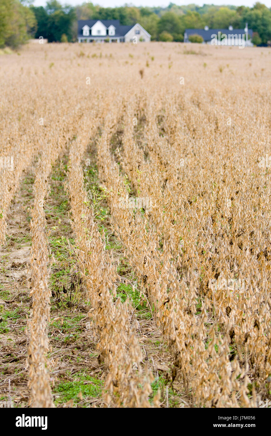 agriculture farming field harvest farm crops country rural peasant fall ...