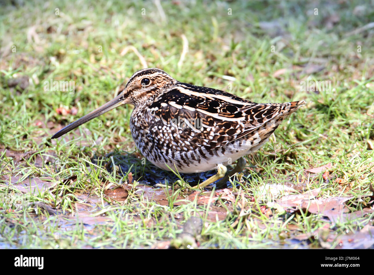 animal bird spring bouncing bounces hop skipping frisks jumping jump ...