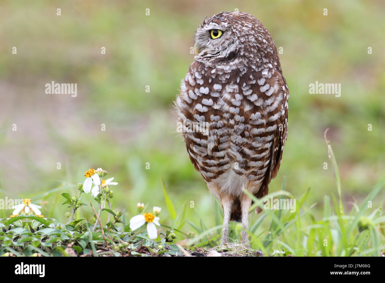 bird wild hunter raptor birds of prey predator owl burrowing nature ...