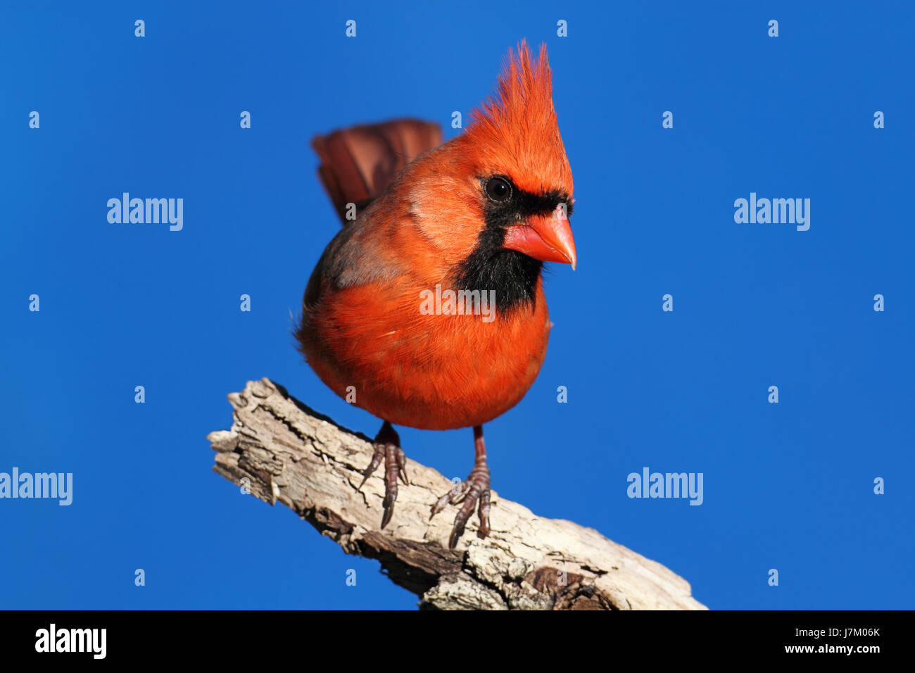 tree bird birds cardinal nature blue tree animal bird fauna wild male ...