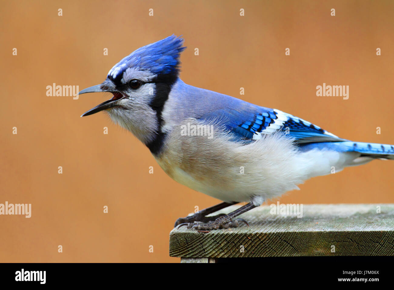blue bird wild wildlife jay nature blue animal bird fauna wild birds ...