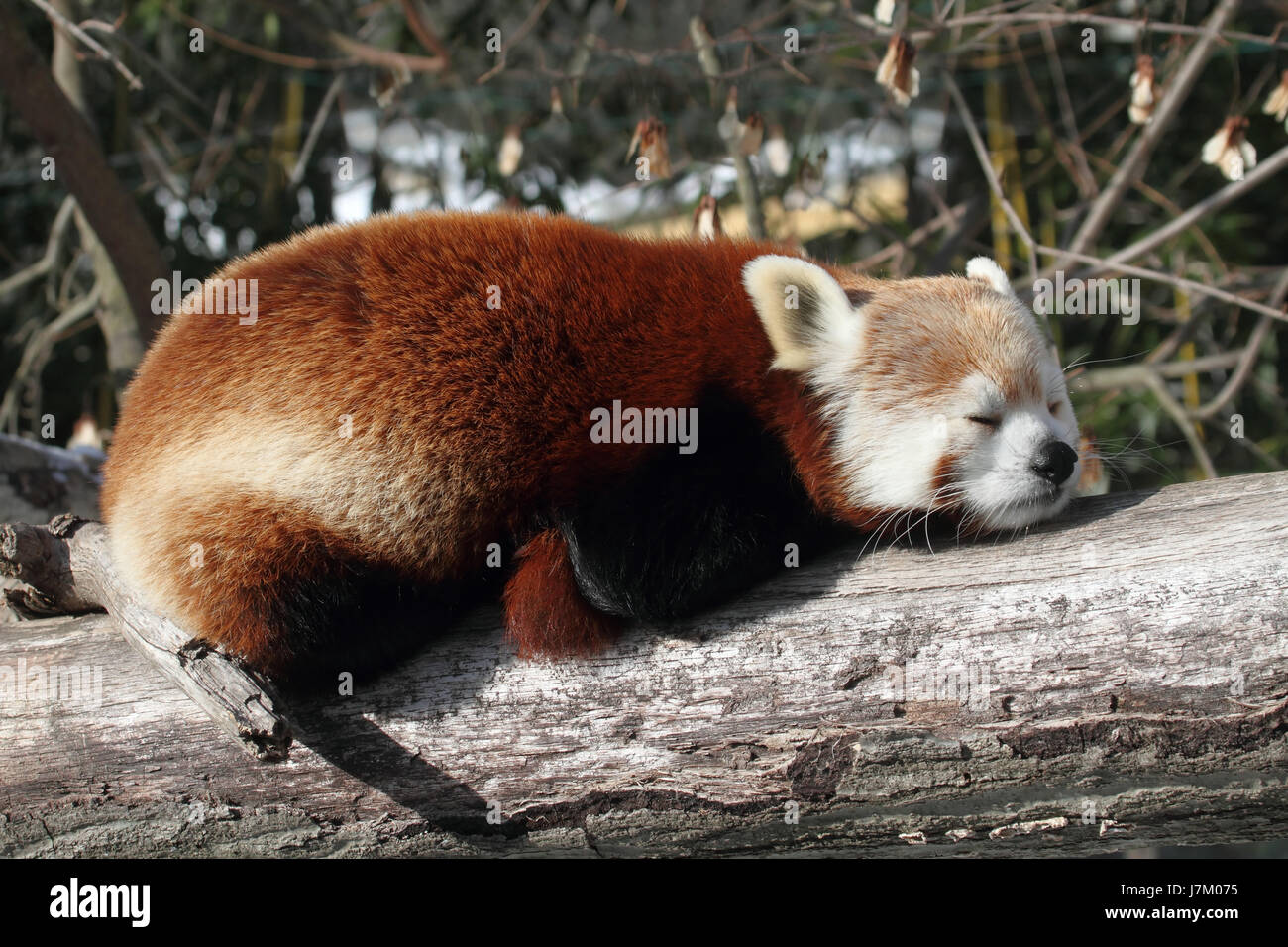 sleep sleeping creature wildlife panda furry maddening pert coquettish ...