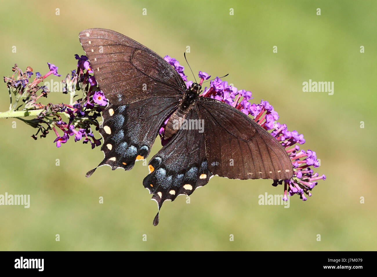 insects butterfly cat big cat feline predator tiger butterflies ...