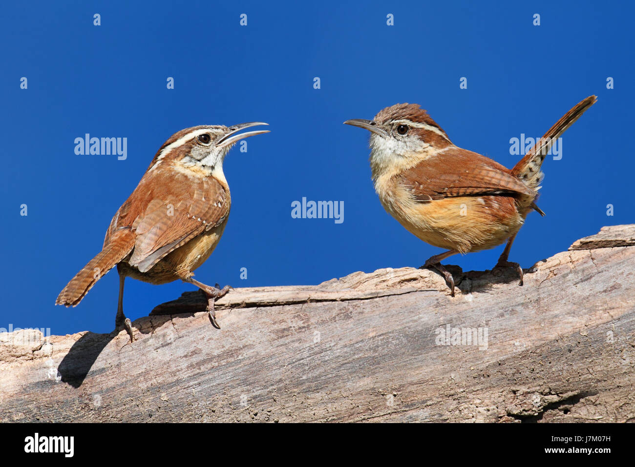 bird wild wren nature pair blue tree animal bird fauna wild birds ...