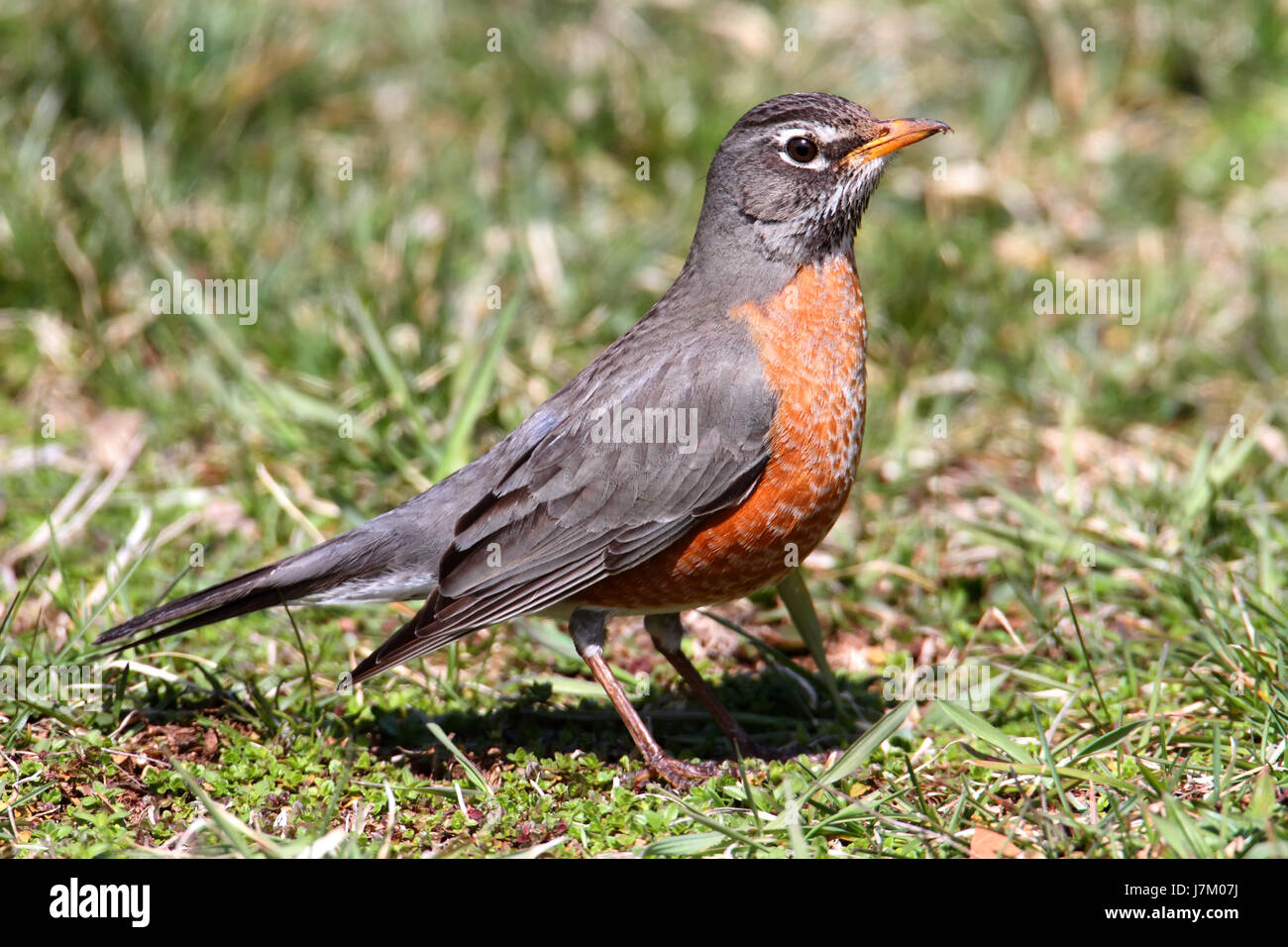 american bird spring robin meadow grass lawn green animal bird fauna ...