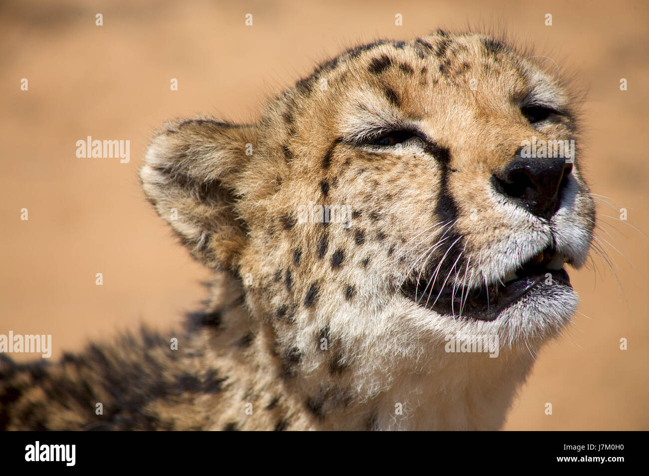 big large enormous extreme powerful imposing immense relevant animal ...