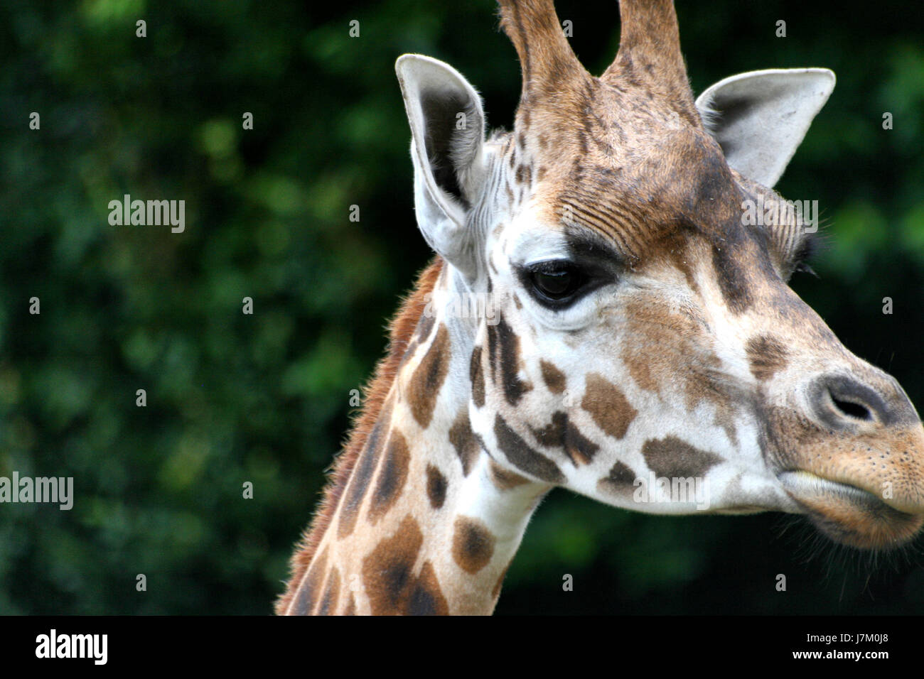 Close up of Giraffe face in Wildlife Park Stock Photo - Alamy