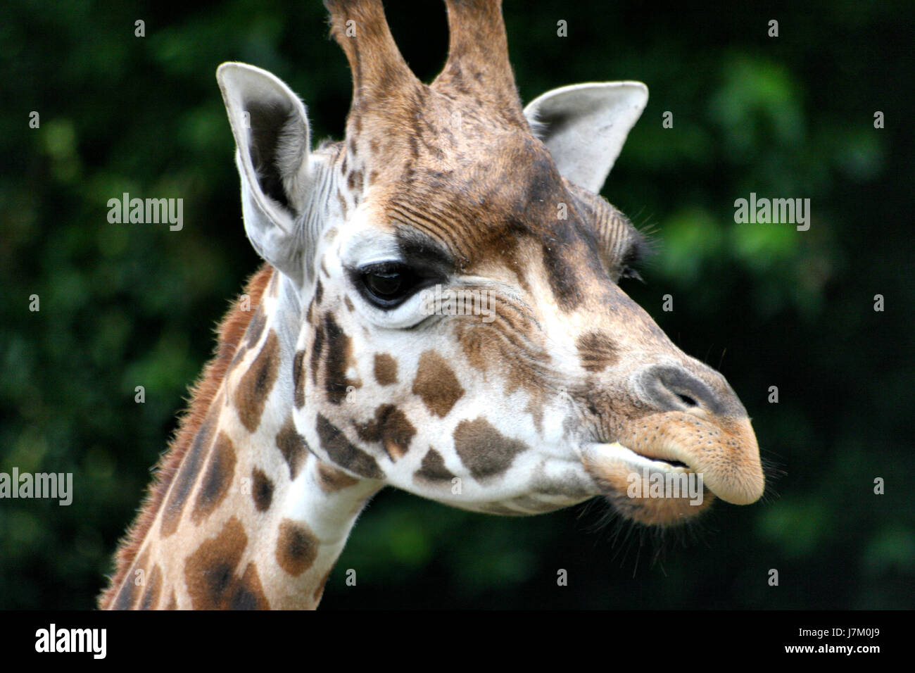 Giraffe face hi-res stock photography and images - Alamy