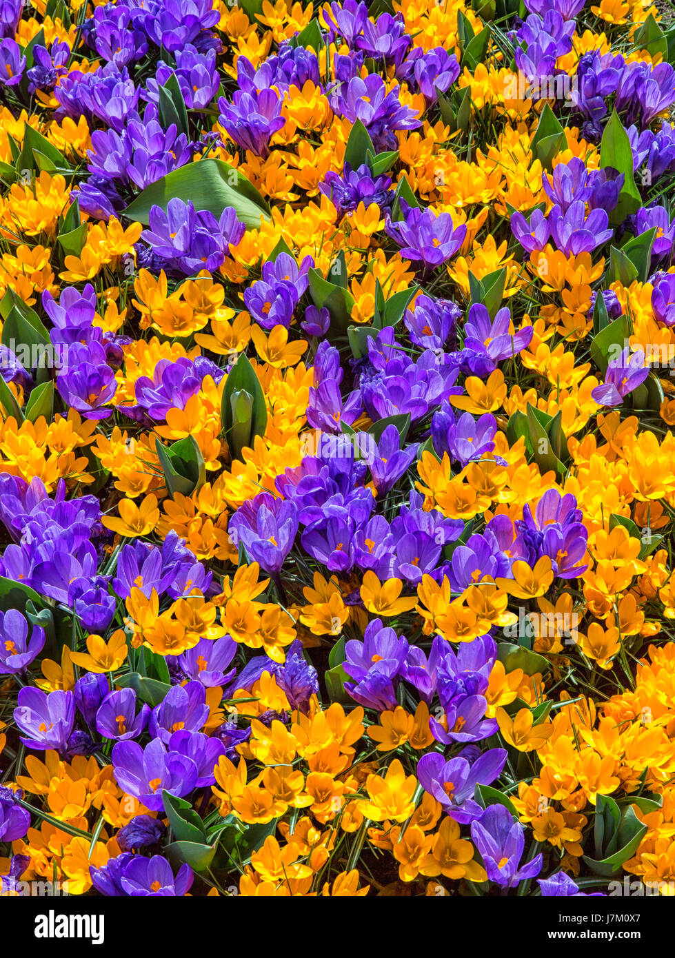 Colorful field of Crocuses Stock Photo - Alamy