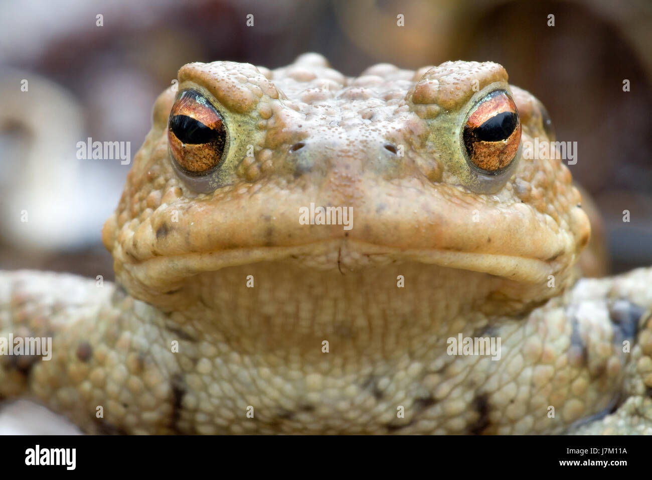 frog fresh water pond water toad macro close-up macro admission close ...