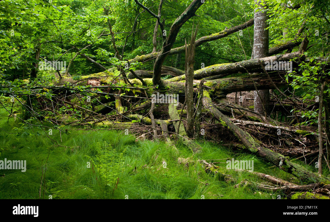 tree summer summerly lie lying lies broken meadow grass lawn green ...