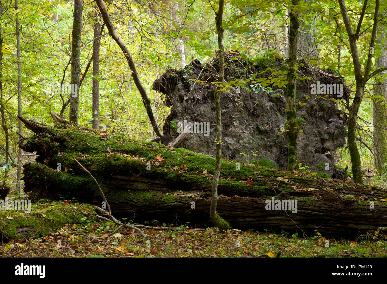 lie lying lies oak broken decline forest fall autumn big large enormous ...