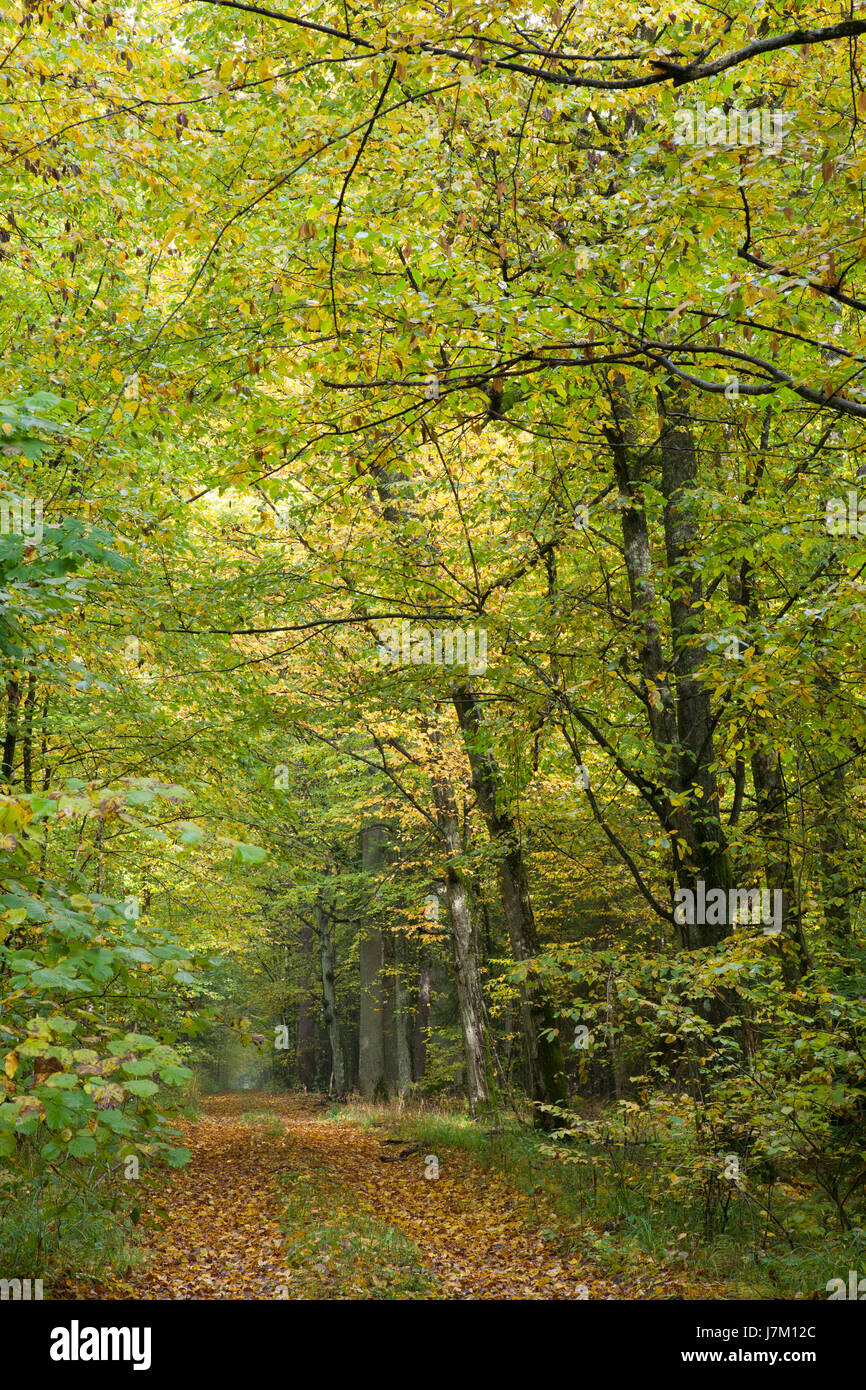 leaves seasonal path way forest foliage fall autumn walk go going ...
