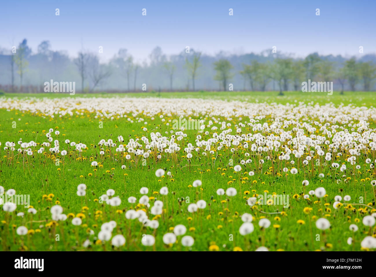 environment enviroment field flower flowers plant spring landscape ...