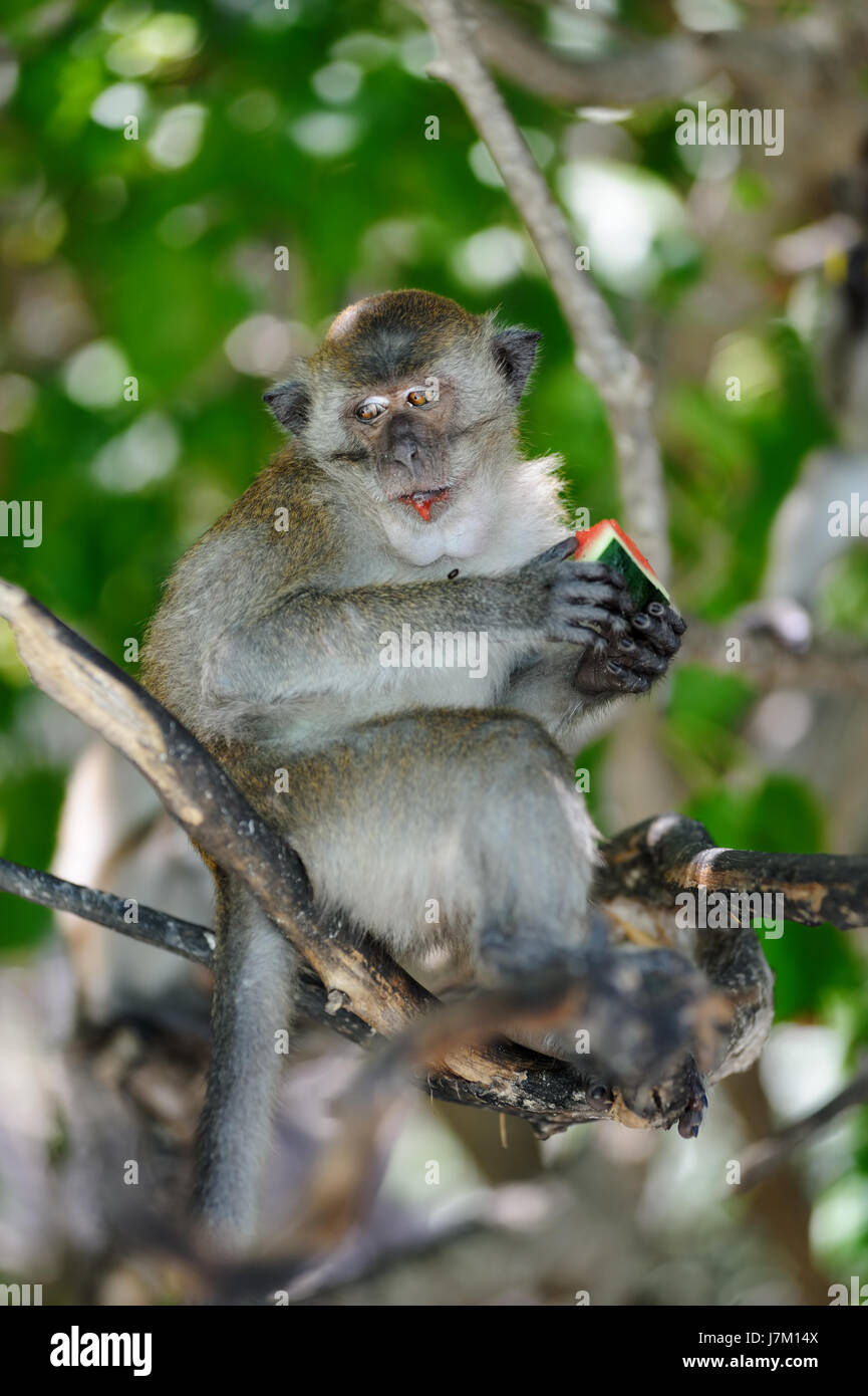 food aliment tree animal mammal wild portrait monkey jungle fruit ...