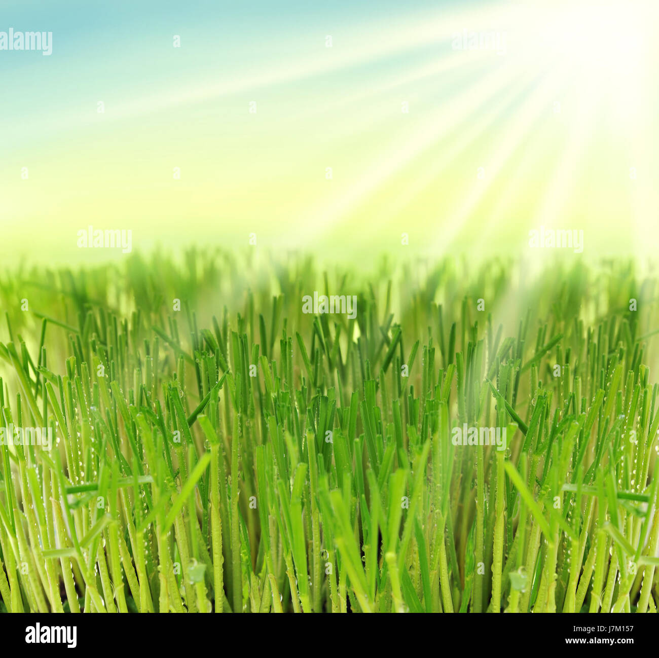 spring meadow grass lawn green rays shine shines bright lucent light serene Stock Photo - Alamy