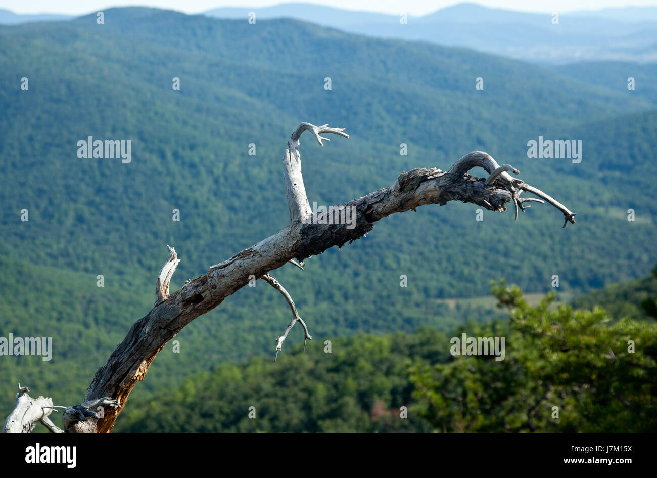 tree trees sight view outlook perspective vista panorama lookout ...