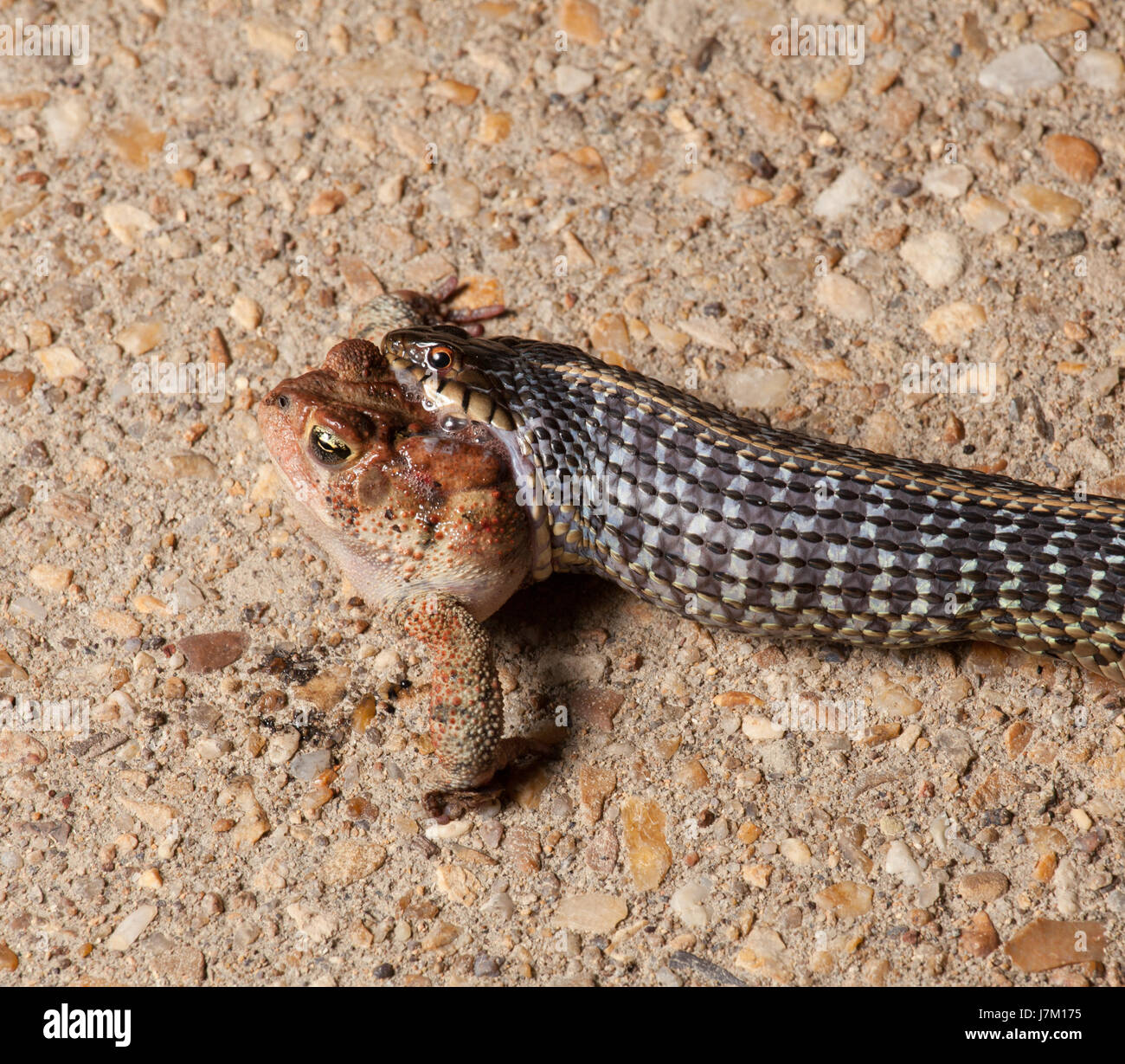 reptile frog snake attack toad swallow garter eating eat eats legs ...