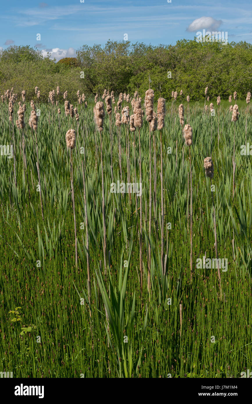Common bulrush at Hodbarrow Nature reserve Near Millom in Cumbria Stock ...