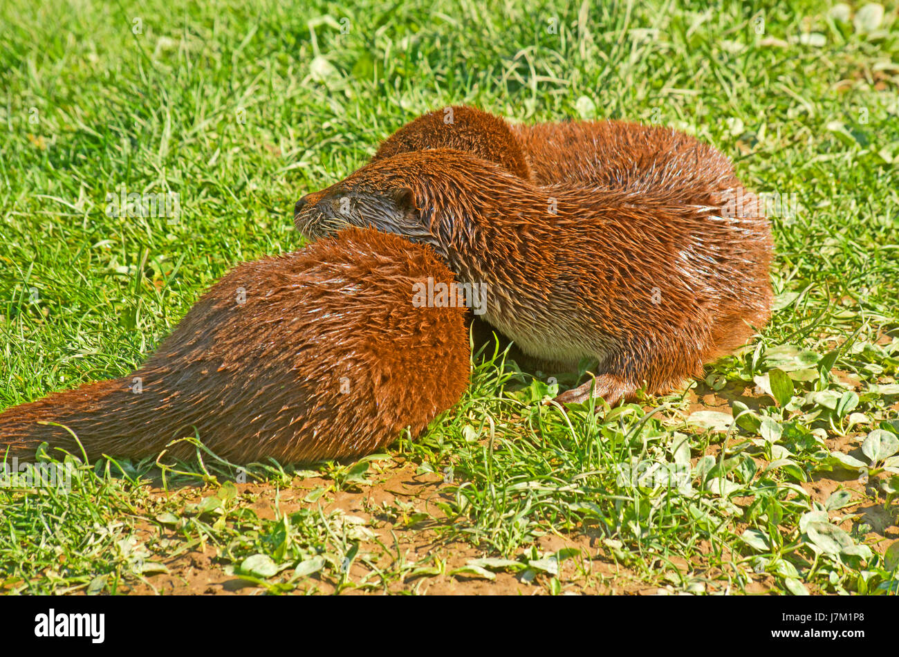 British Otter, Lutra Lutta, Captive Stock Photo - Alamy