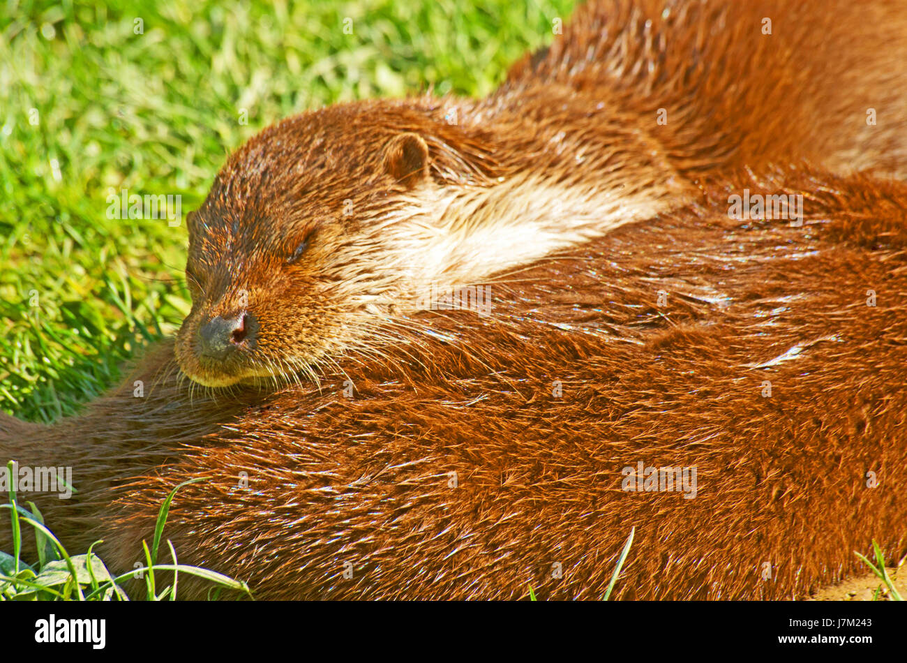 British Otter, Lutra Lutta, Captive Stock Photo - Alamy
