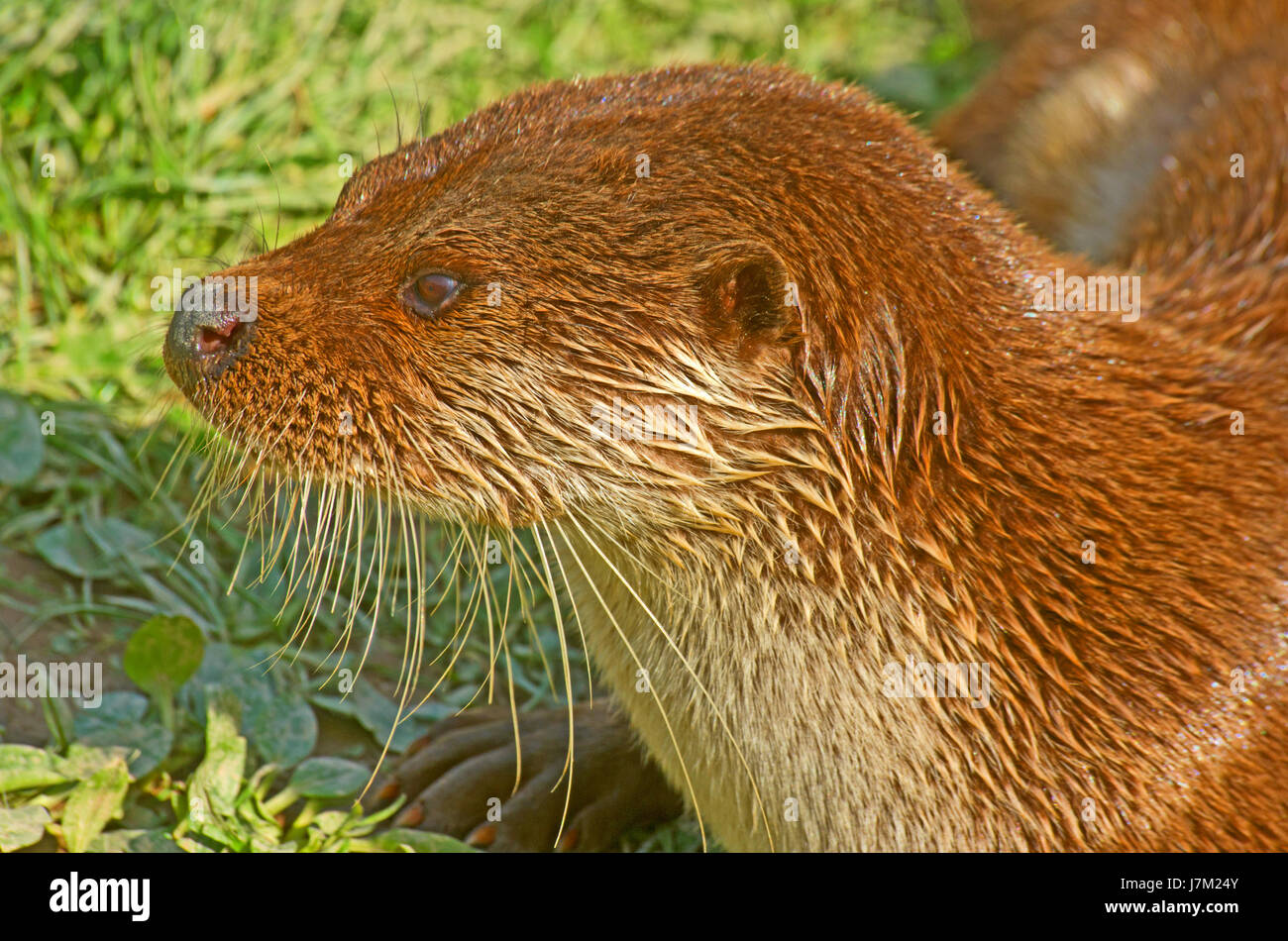 British Otter, Lutra Lutta, Head, Captive Stock Photo - Alamy