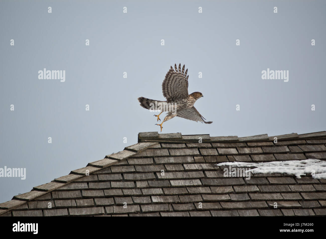 bird takeoff wildlife hawk fly flies flys flying nature bird raptor ...