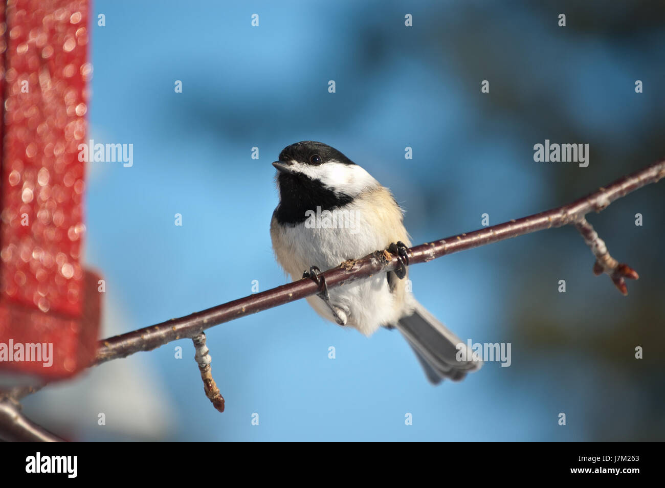 animal bird wildlife outdoors nature closeup bird horizontal branch ...