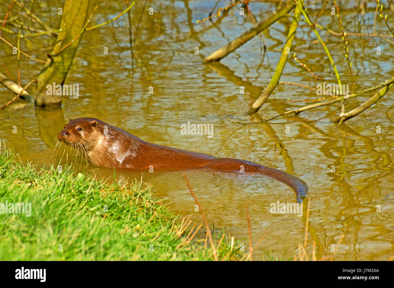 British Otter, Lutra Lutta, Lake, Captive Stock Photo - Alamy
