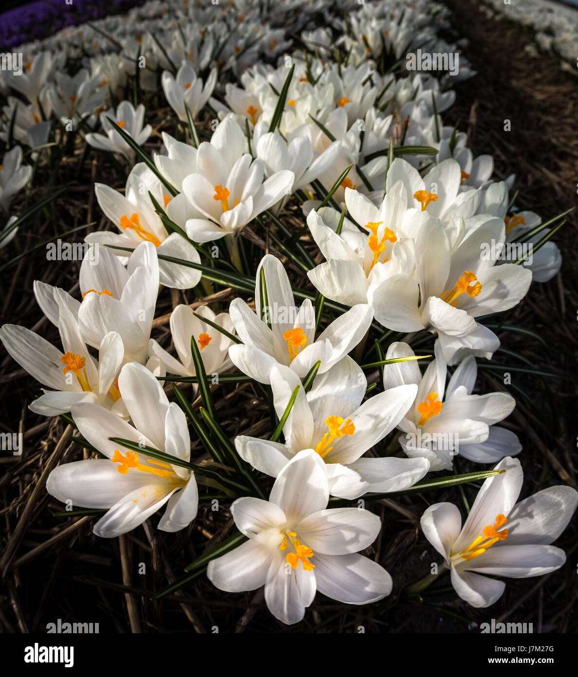 White crocuses growing in fields in Holland Stock Photo - Alamy